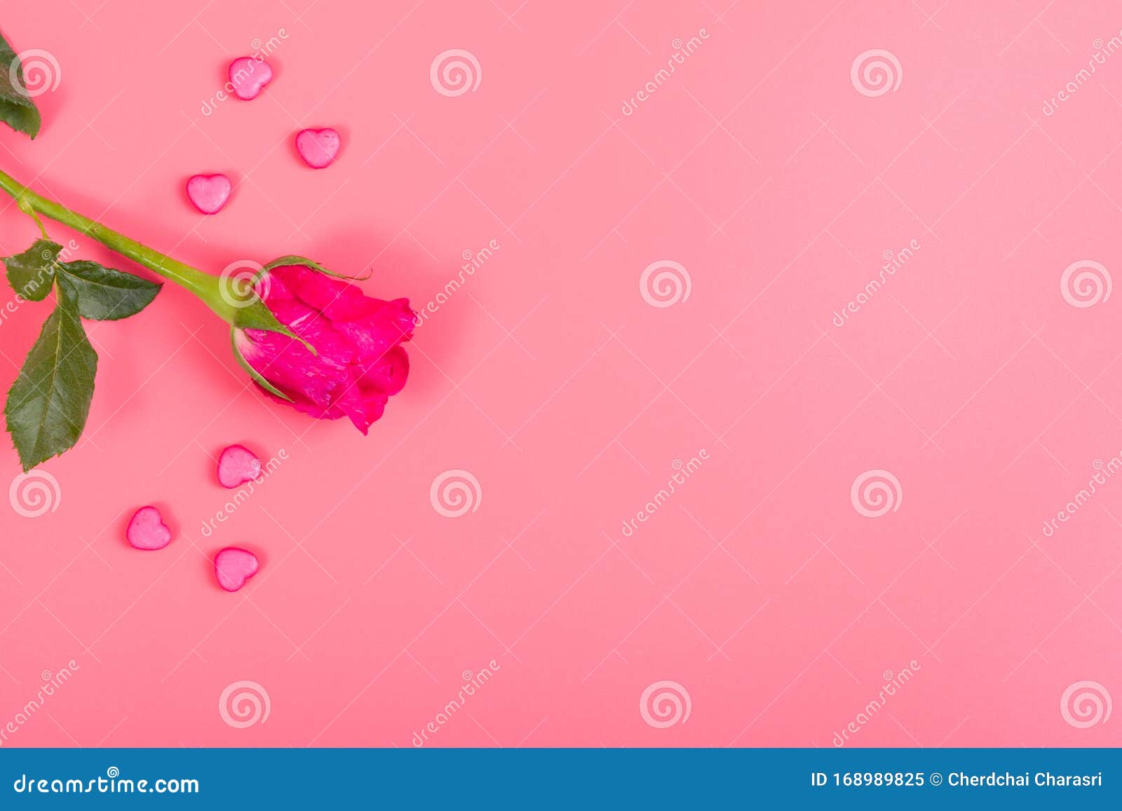 Rose Pink with Pink Heart on Pink Backgrund Stock Image - Image of ...