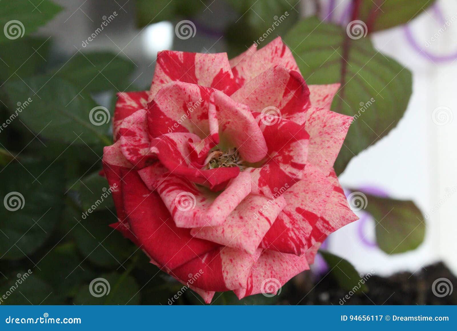 Rose Pink intuition stock image. Image of variegated - 94656117