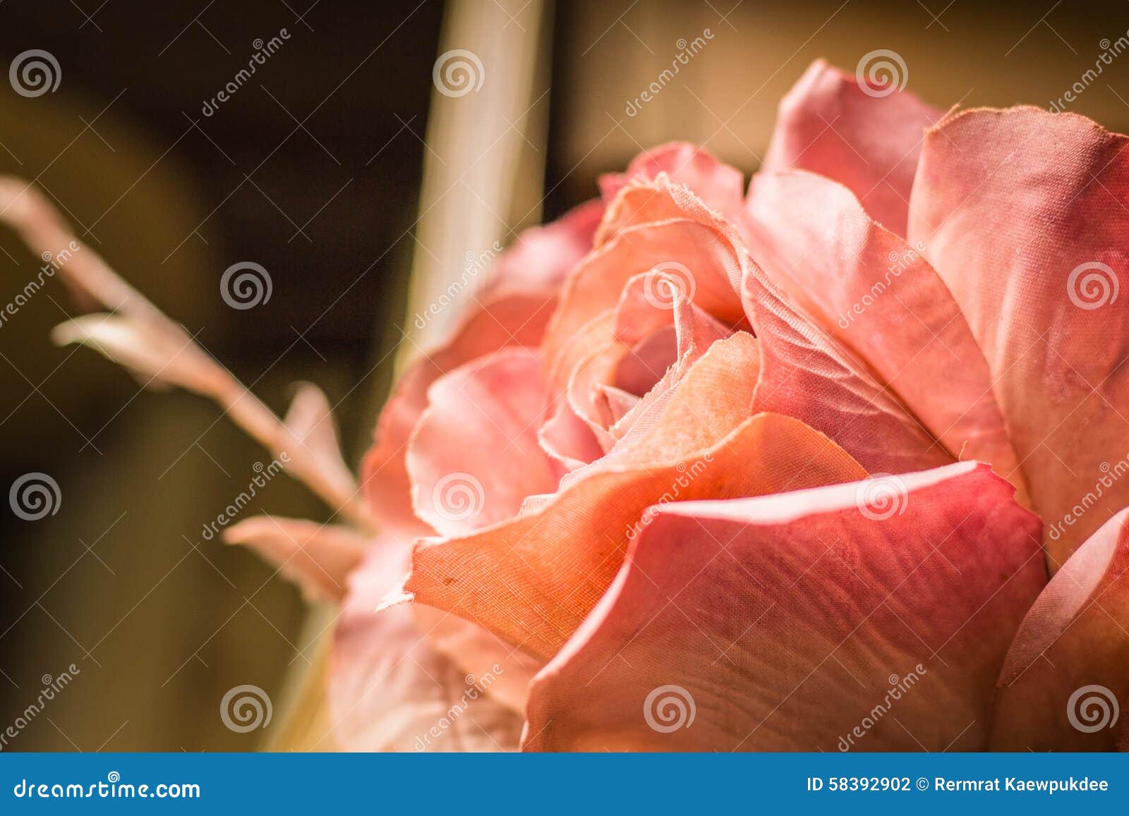 Rose Pink with a Over the Side. Stock Photo - Image of style, blossom ...