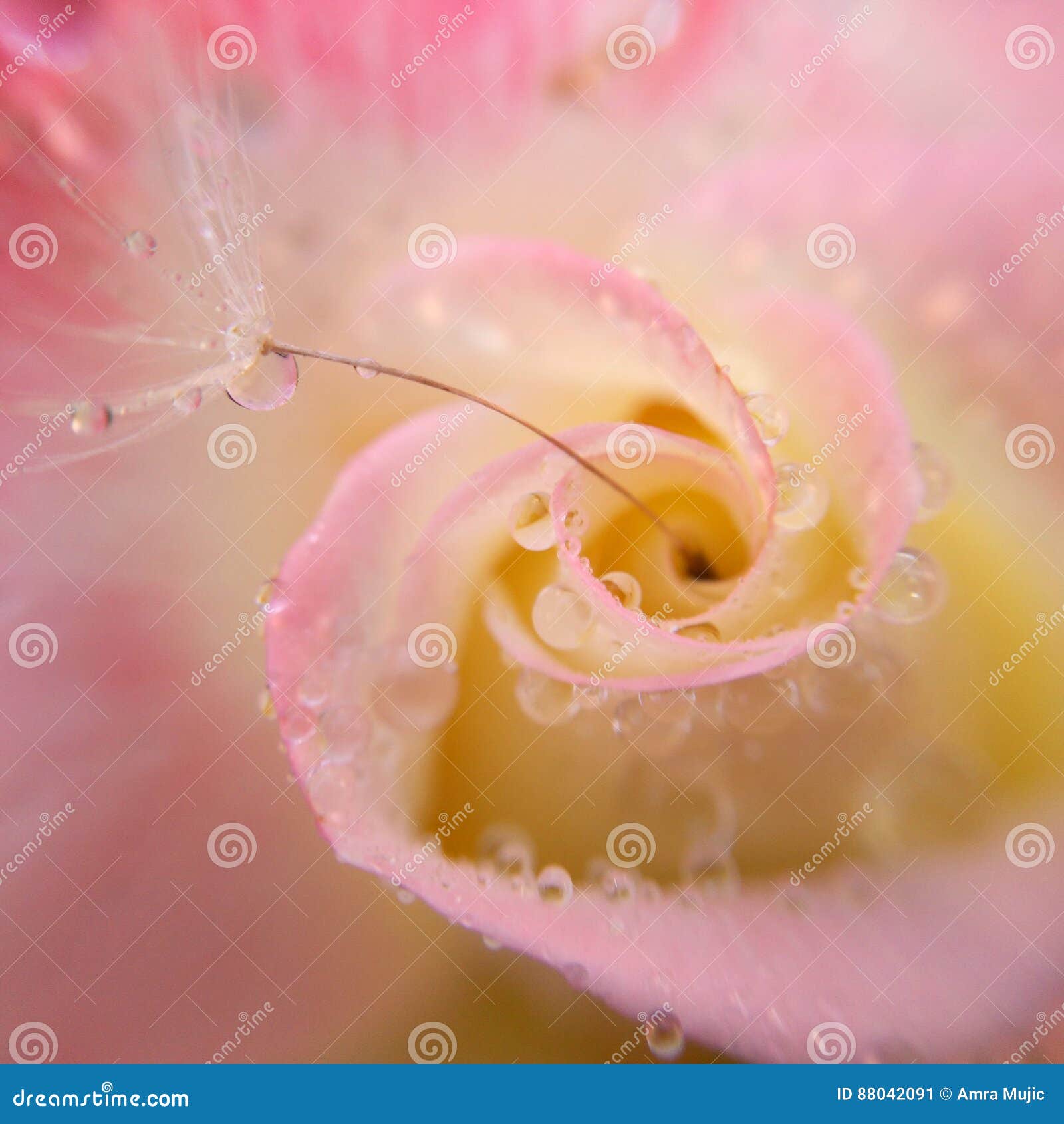 Rose stock image. Image of drops, alone, nature, burning - 88042091