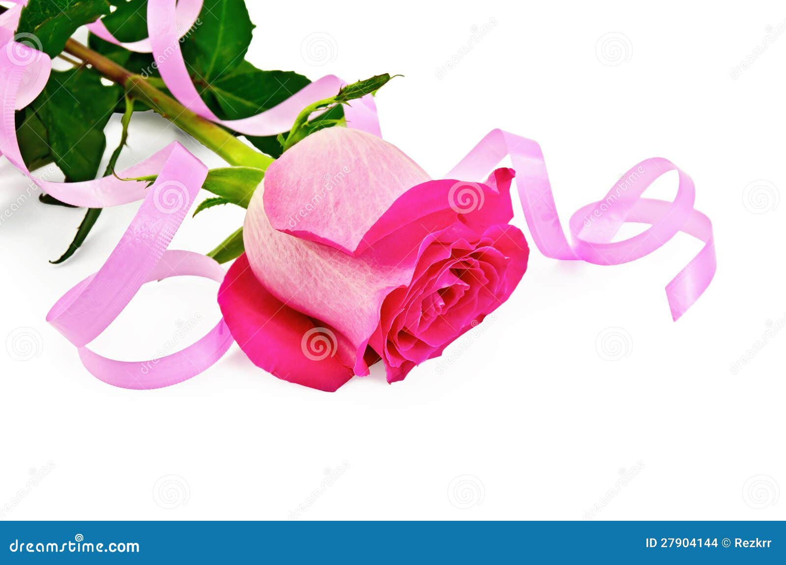 Rose pink with ribbon stock photo. Image of bloom, color - 27904144