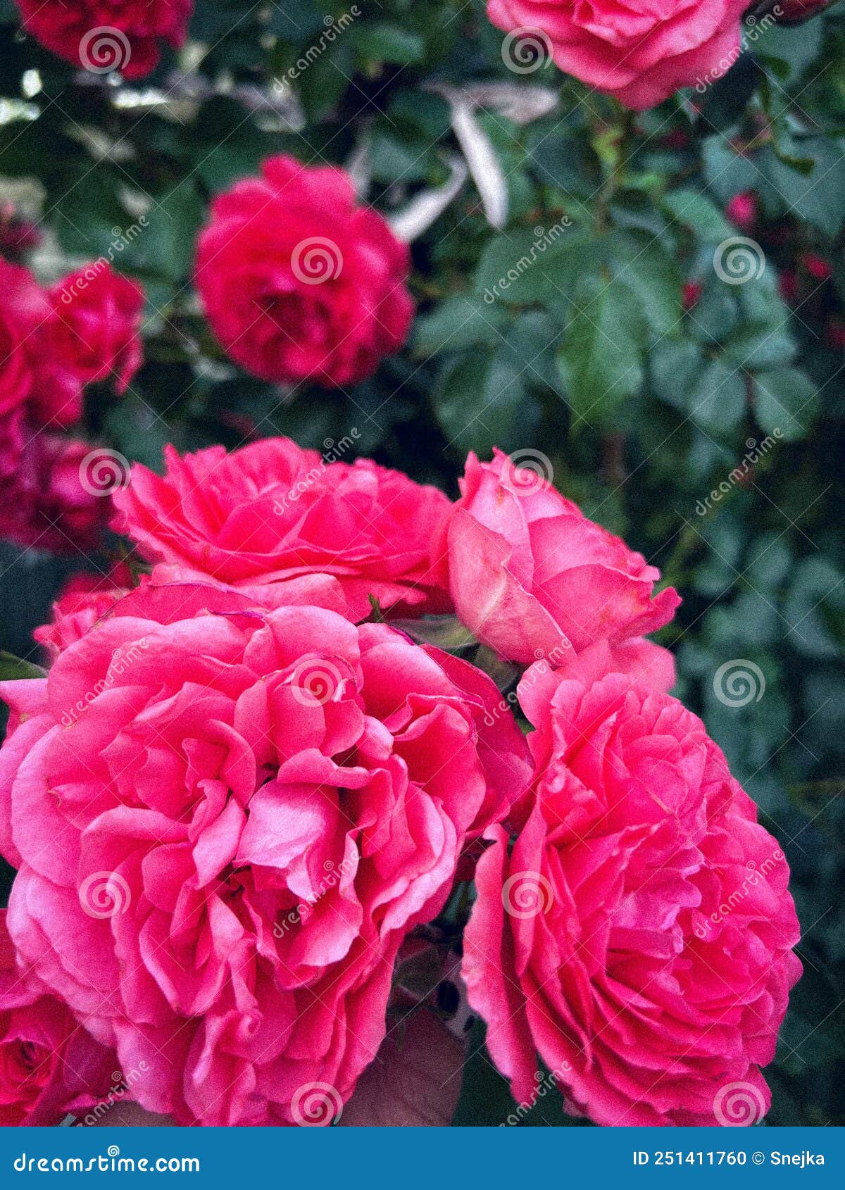 Rose stock photo. Image of roses, pink, bush, rose, flowers - 251411760