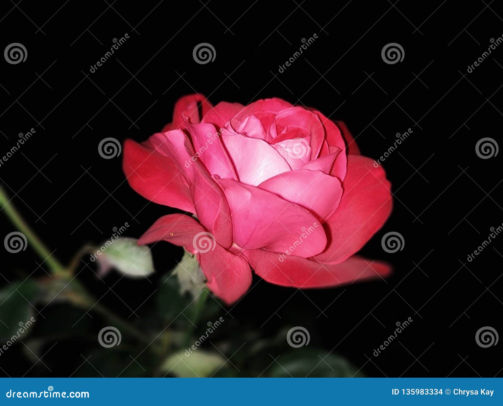 Rose stock photo. Image of petals, night, rose, beautiful - 135983334