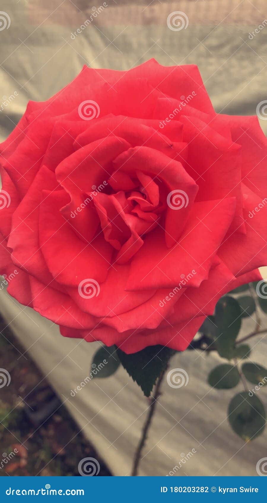 Rose stock photo. Image of flower, rosemery, pink, rosmery - 180203282