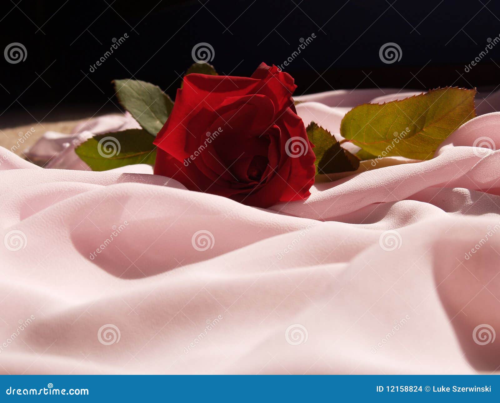 Rose on Pink Silk stock photo. Image of color, closeup - 12158824