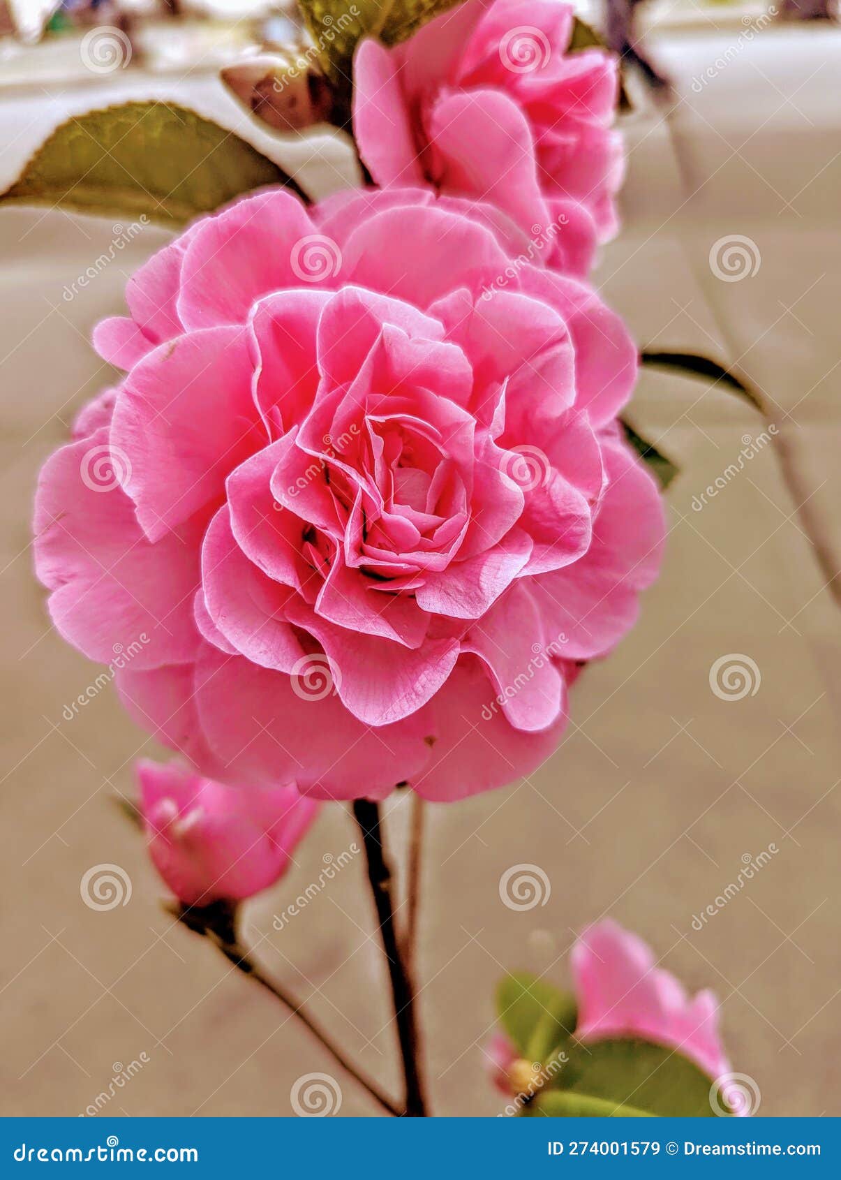 Rose pink stem stock image. Image of purple, flower - 274001579
