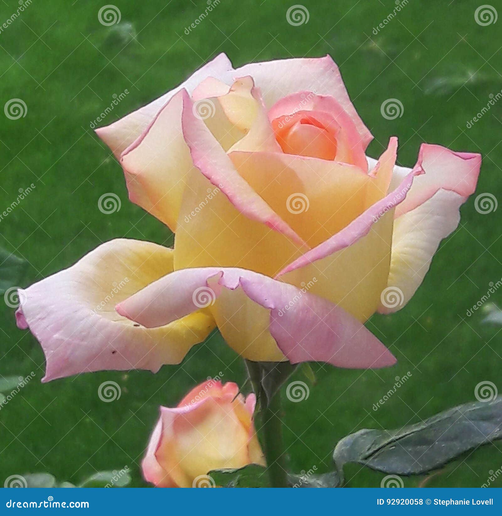 Rose stock photo. Image of petal, pinktinged, petals - 92920058