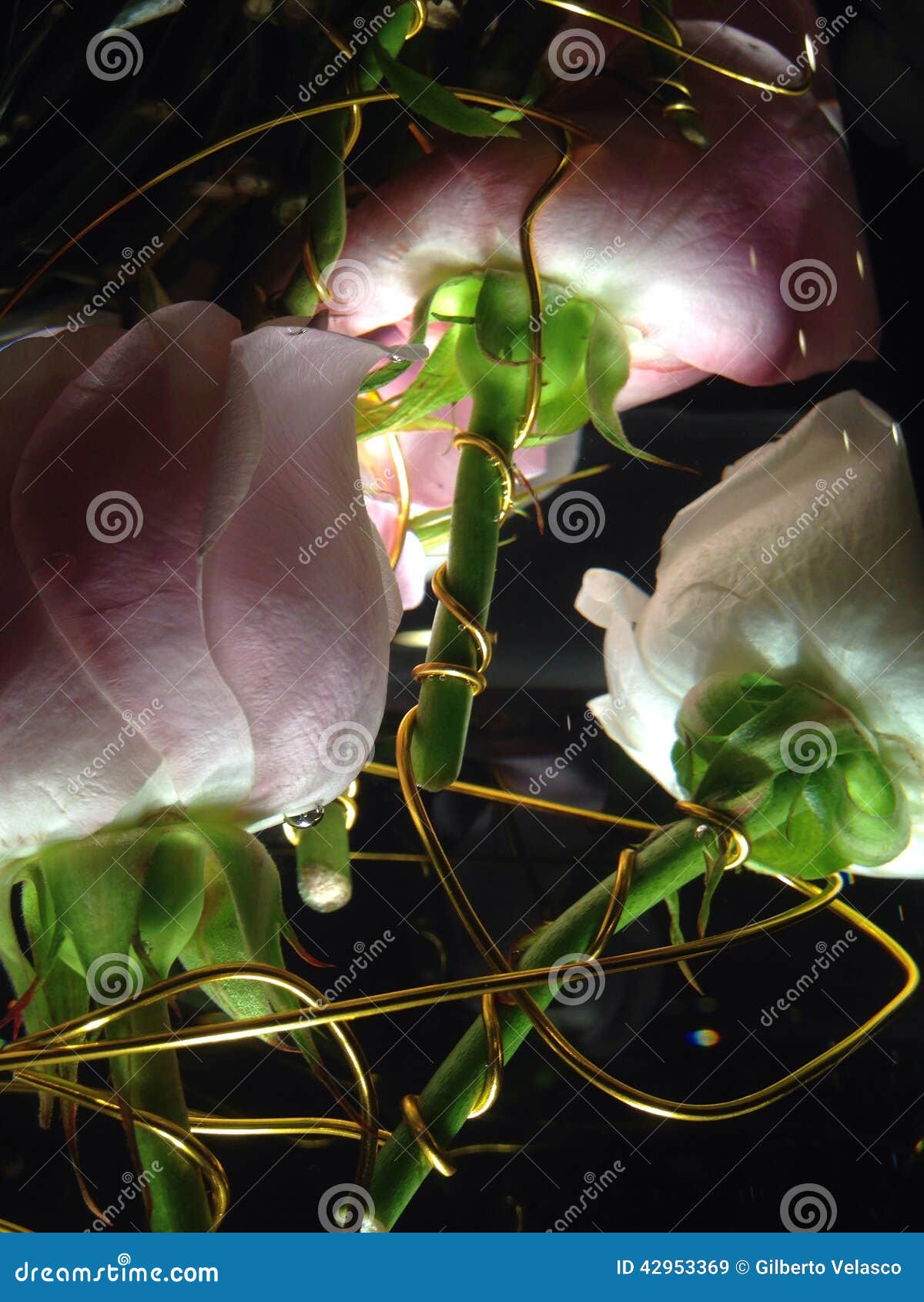 Rose pink trapped 2 stock image. Image of white, trapped - 42953369