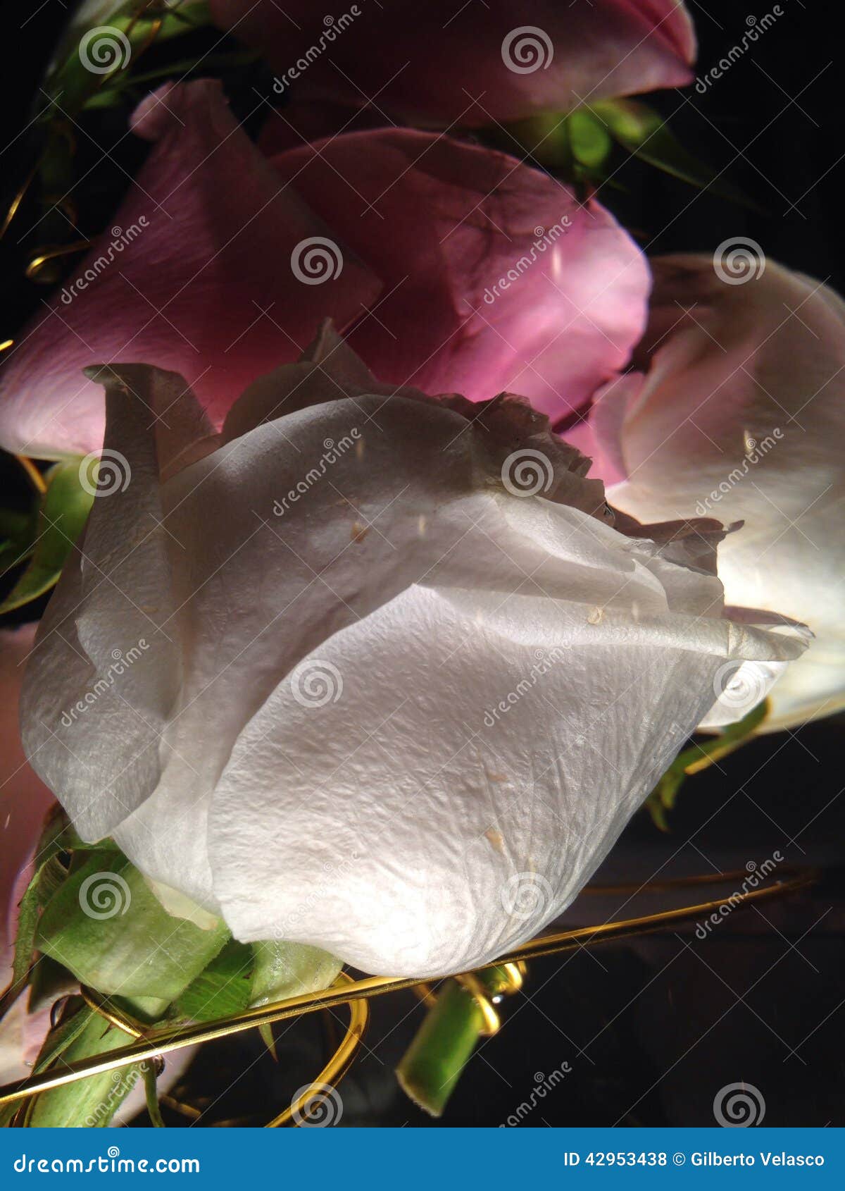 Rose pink trapped 4 stock photo. Image of flower, pink - 42953438