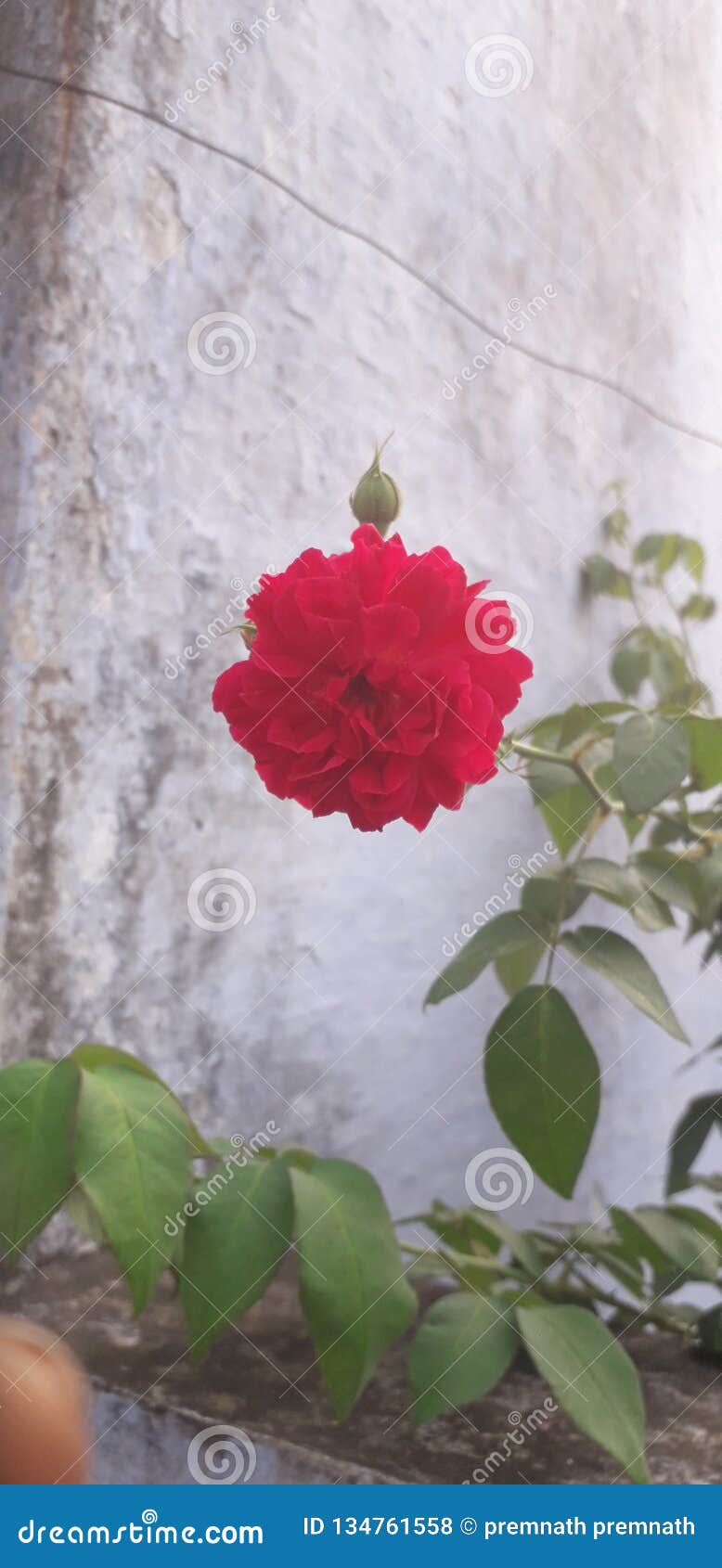 Poo Roja Stock Photos - Free & Royalty-Free Stock Photos from Dreamstime