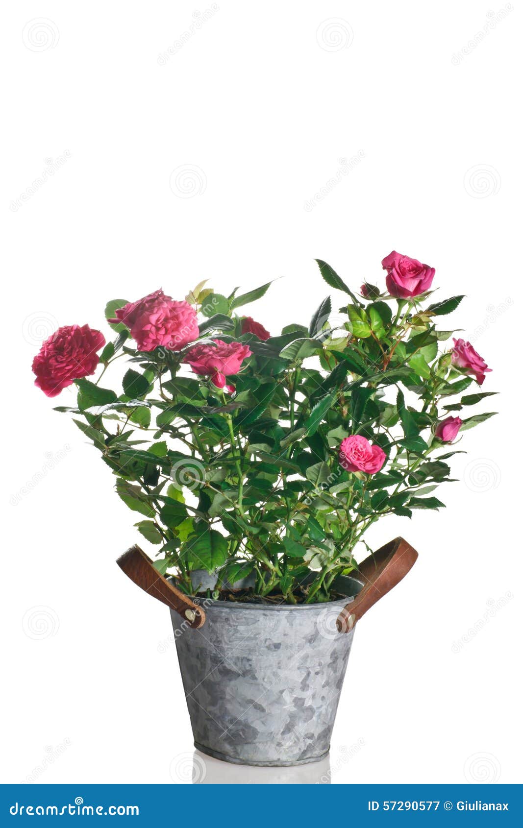 Rose plant in pot stock image. Image of rosebud, ornamental - 57290577