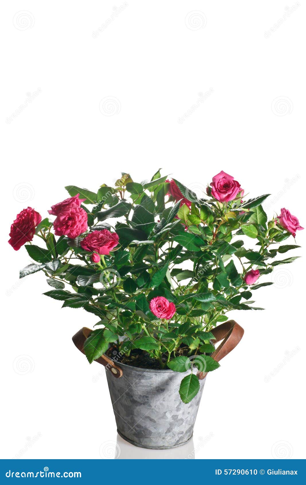 Rose plant in pot stock photo. Image of rose, leaf, scented - 57290610