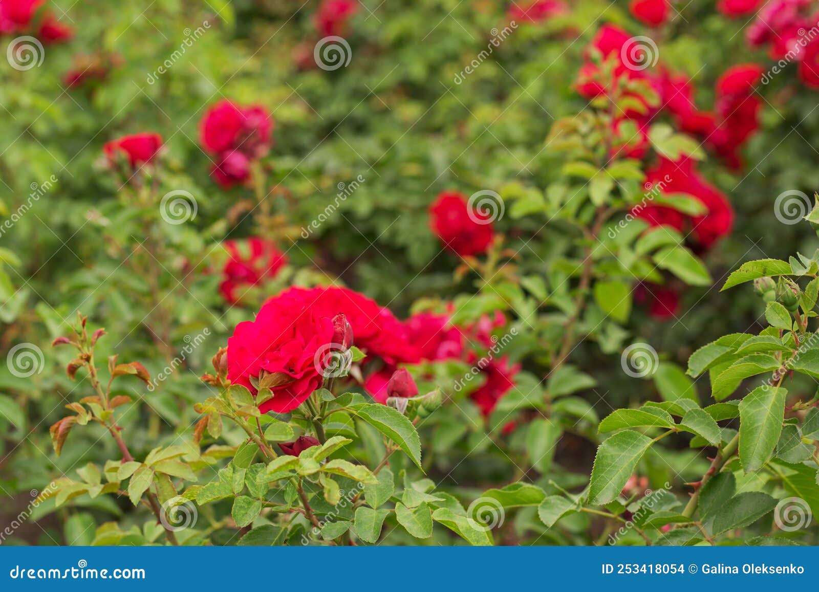 Red Rose Plantation. Growing Flowers. Rose Farm Stock Photo - Image of ...