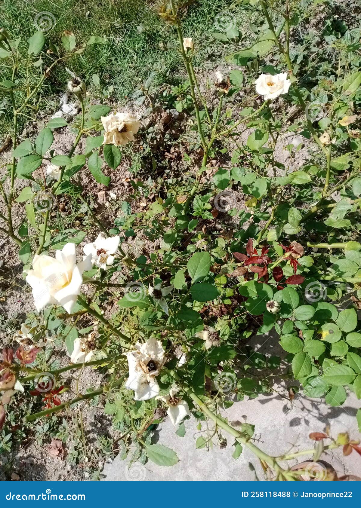 Rose Plants with Flowers Tree Stock Photo - Image of plant, garden ...