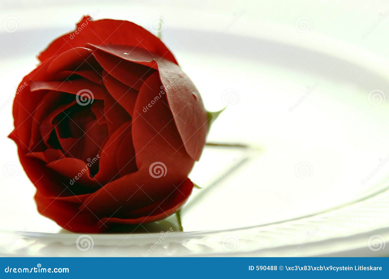 Rose on plate stock photo. Image of flowers, flower, close - 590488