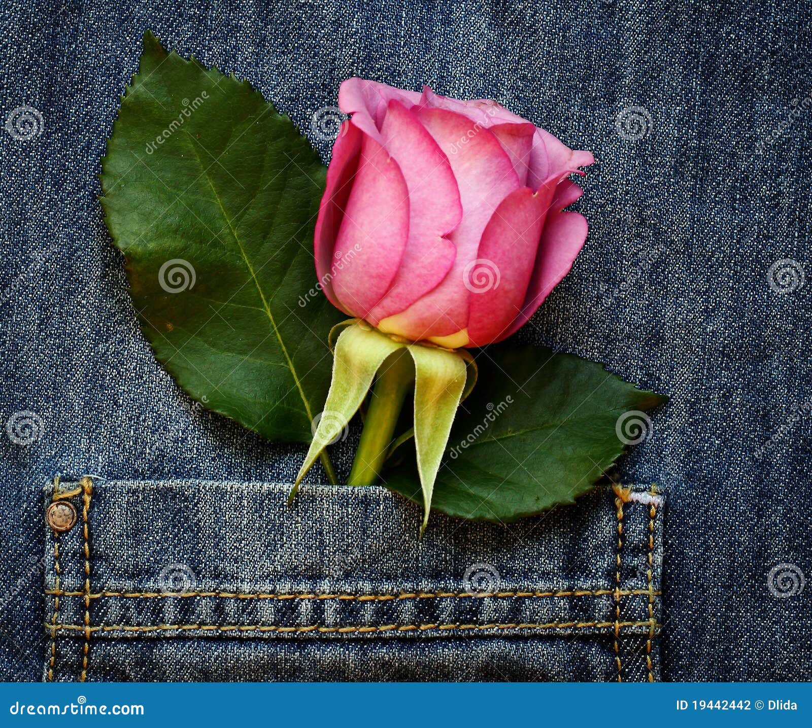 Rose in the pocket stock photo. Image of garment, back - 19442442