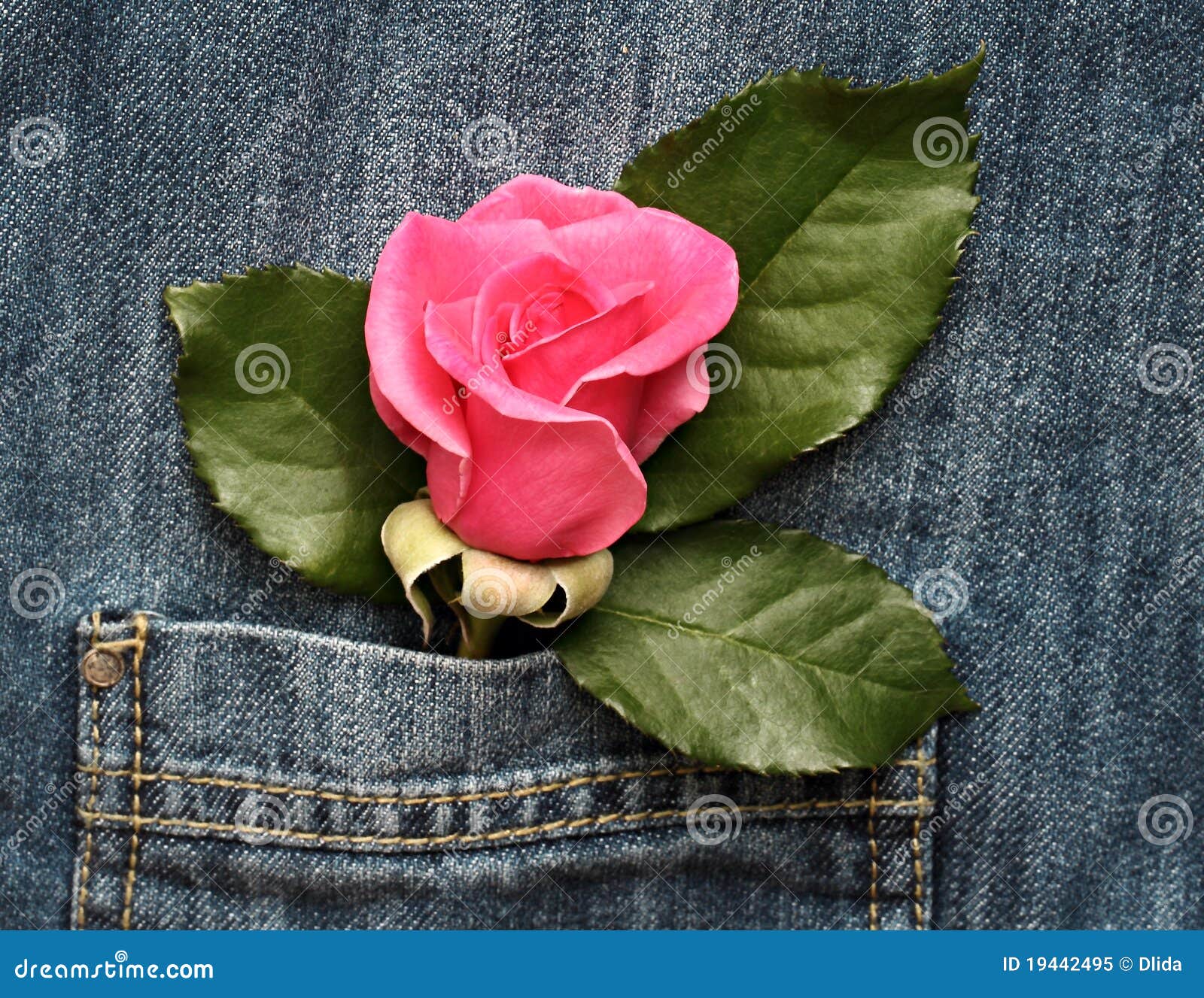 Rose in the pocket stock image. Image of empty, material - 19442495