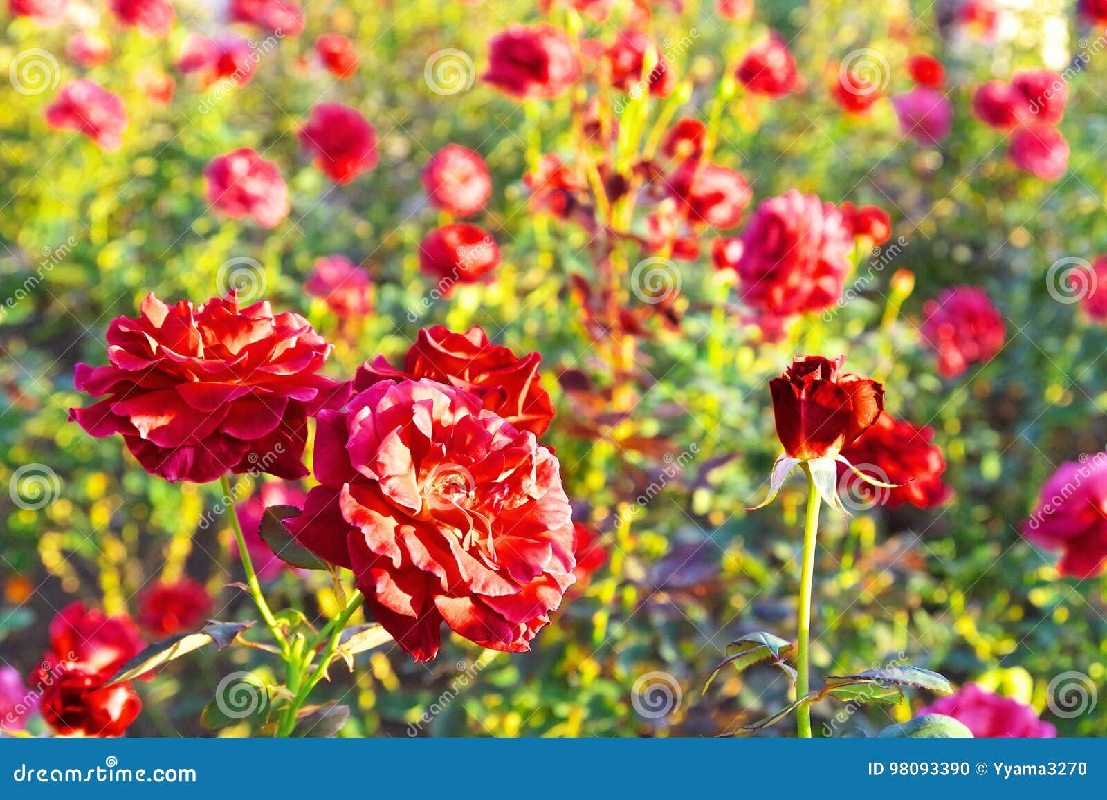 Rose Polynesian Sunset stock photo. Image of blooming - 98093390