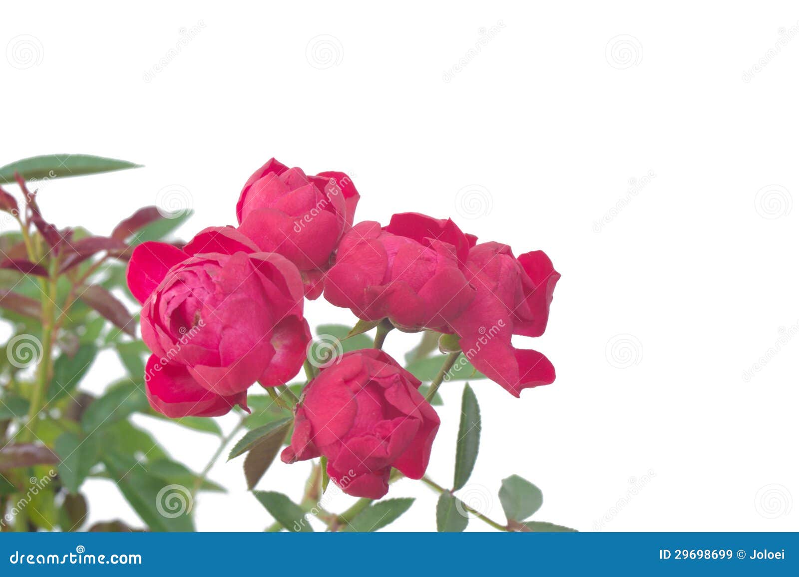 Rose pompon image stock. Image du simple, studio, porcelaine - 29698699