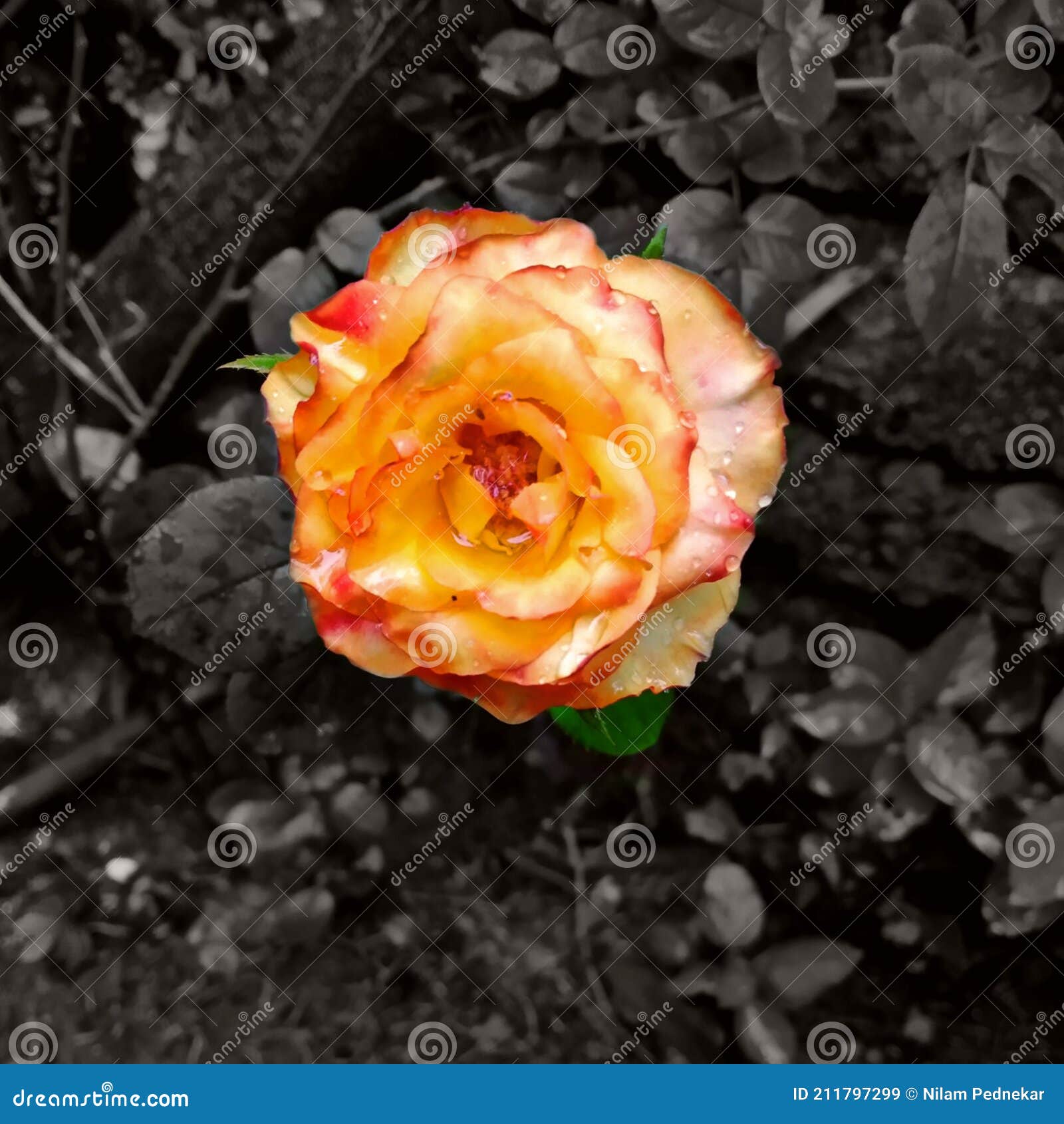 Rose pop up color editing stock image. Image of editing - 211797299