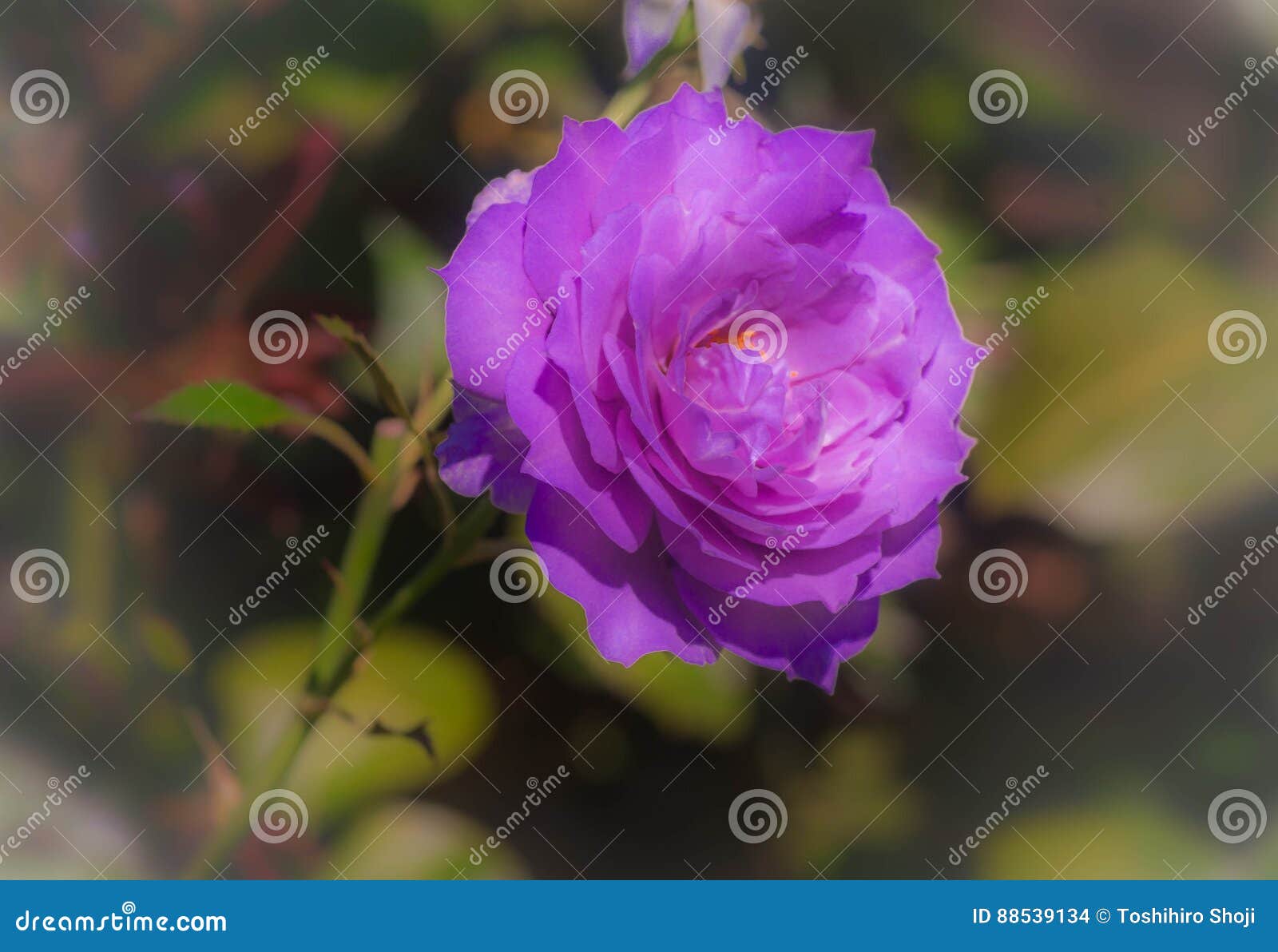 Rose `Poseidon` stock photo. Image of green, leaves, poseidon - 88539134