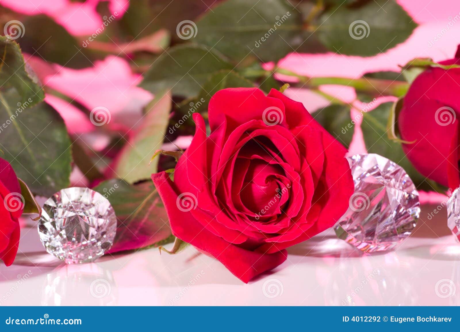 Rose Present with a Surprise Stock Photo - Image of flower, rose: 4012292