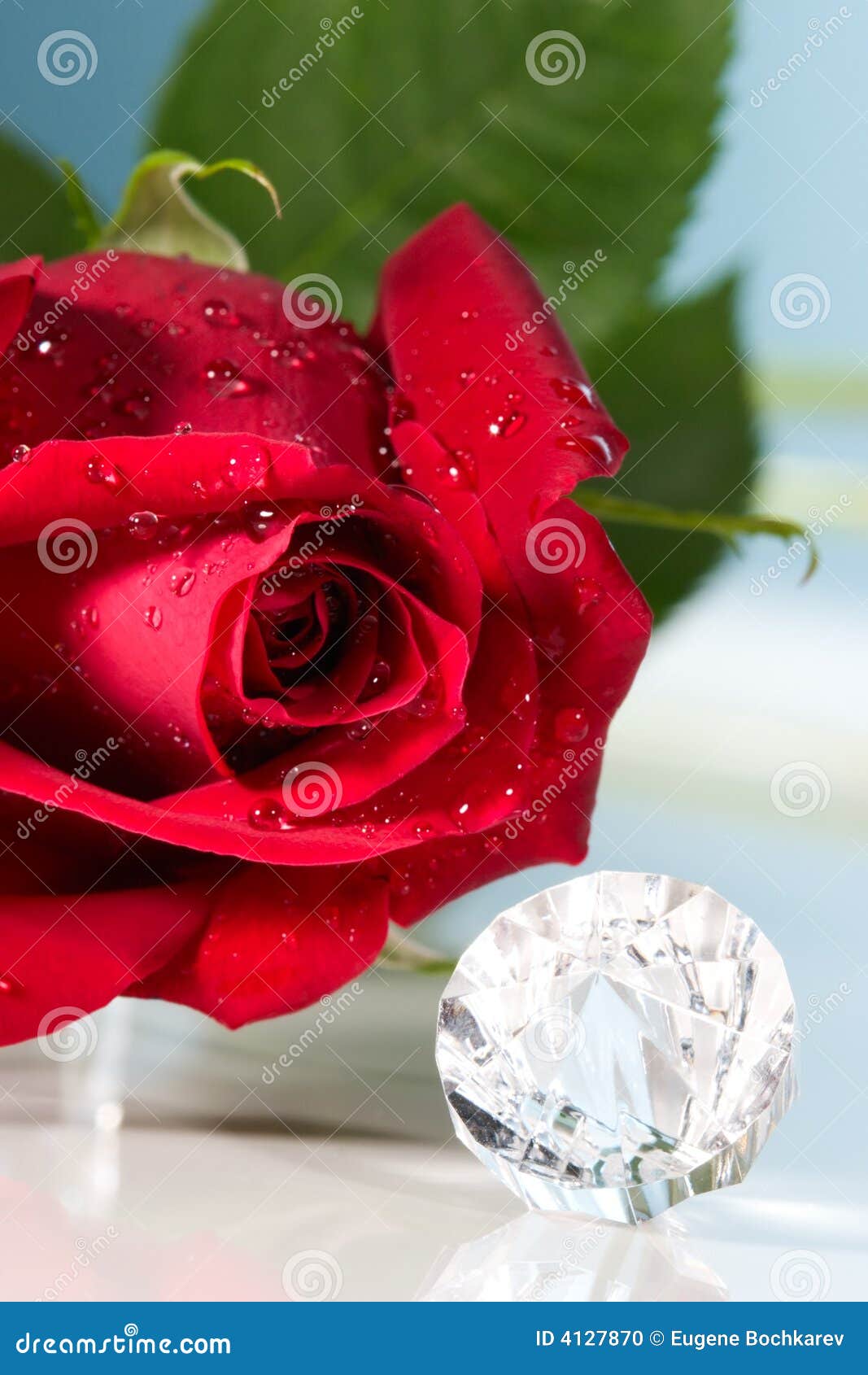 Rose Present with a Surprise Stock Photo - Image of roses, blooms: 4127870