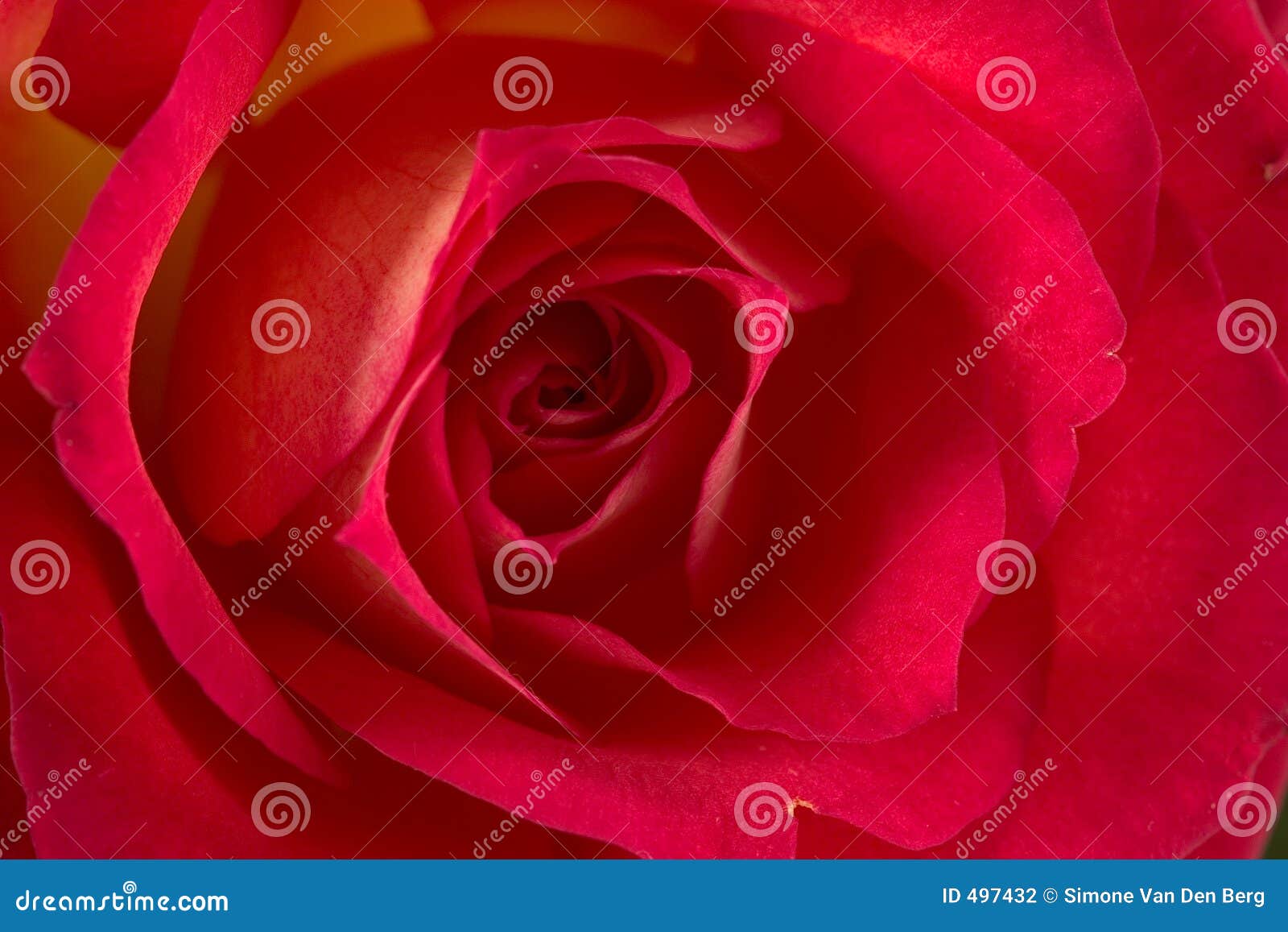 Rose (Pride of Kenya) stock photo. Image of petals, blooming - 497432