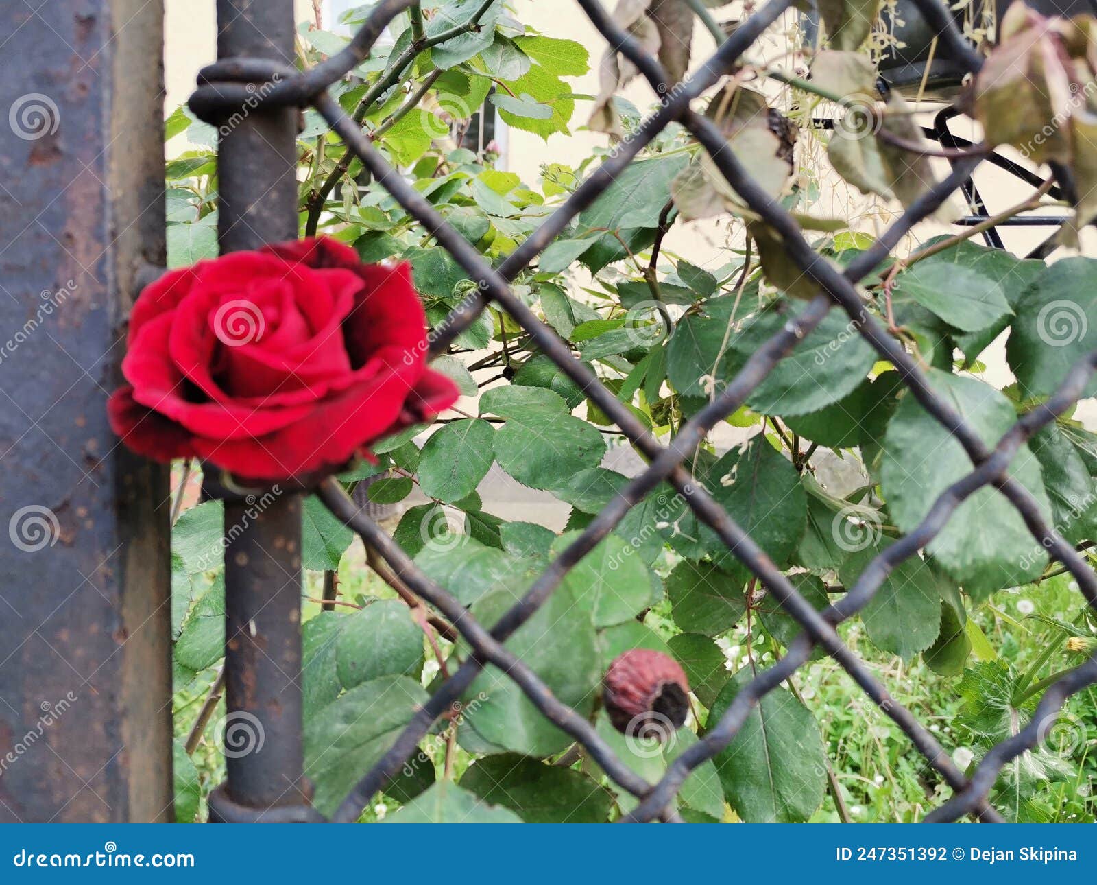 Rose in the prison 2 stock photo. Image of field, depth - 247351392