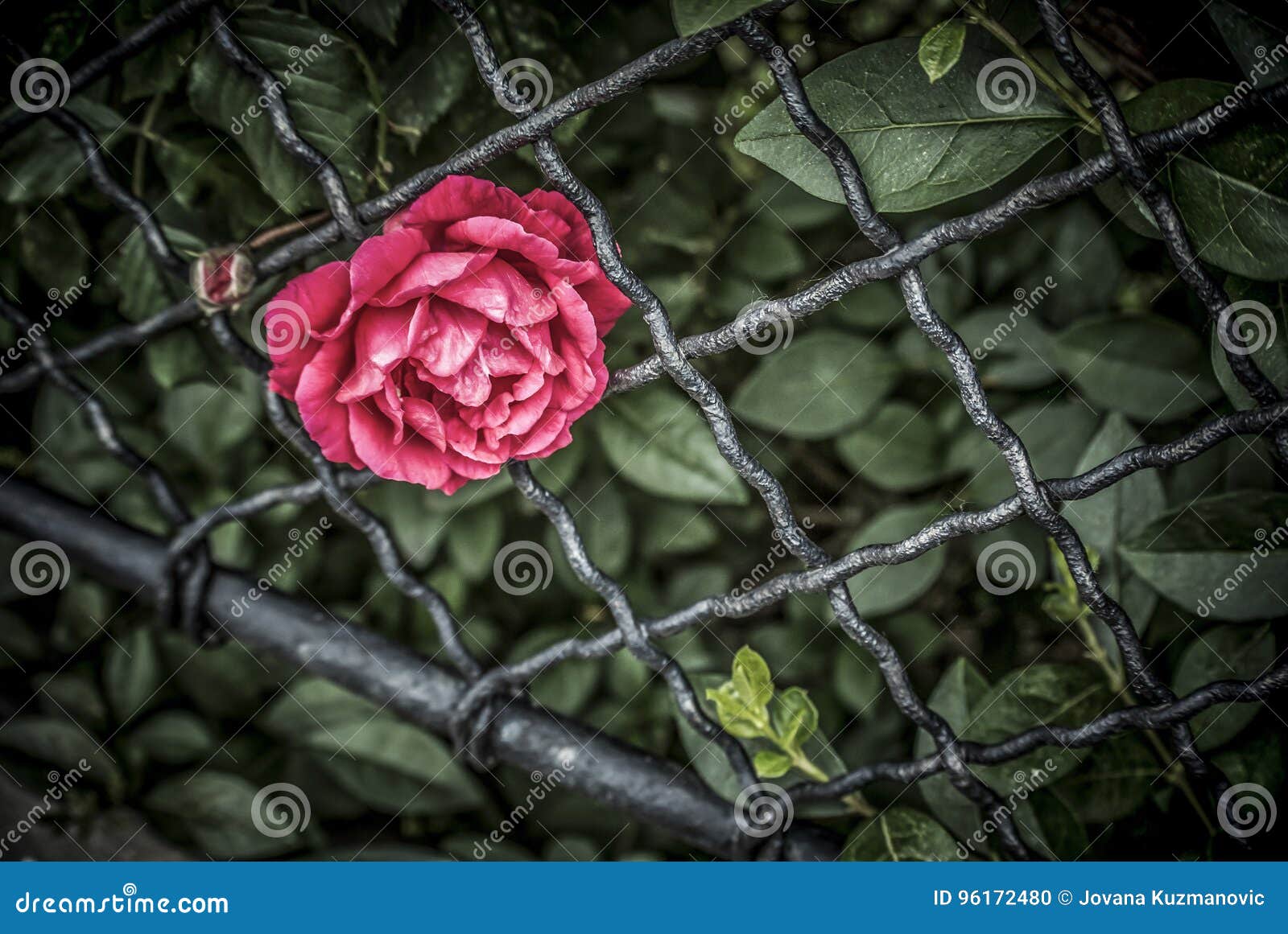 Prison Art Roses