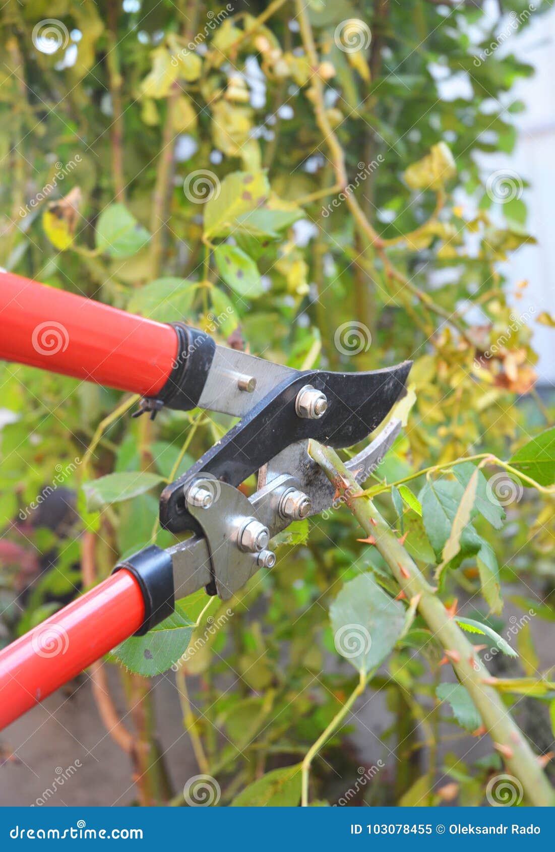 Rose Pruning in Late Autumn. Prune Climbing Roses Stock Image - Image ... Rose Pruning in Late Autumn. Prune Climbing Roses Stock Image - Image ...