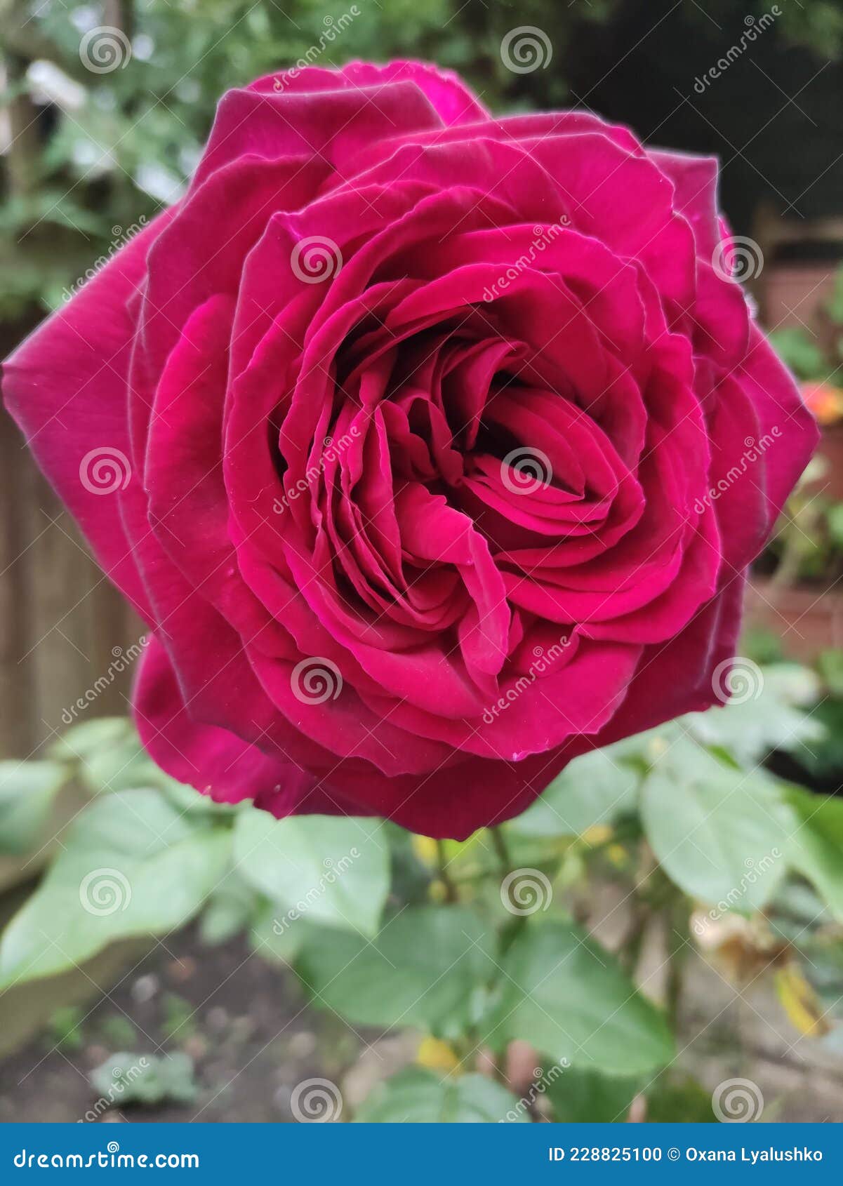 Rose pure poetry stock photo. Image of purple, bouquet - 228825100