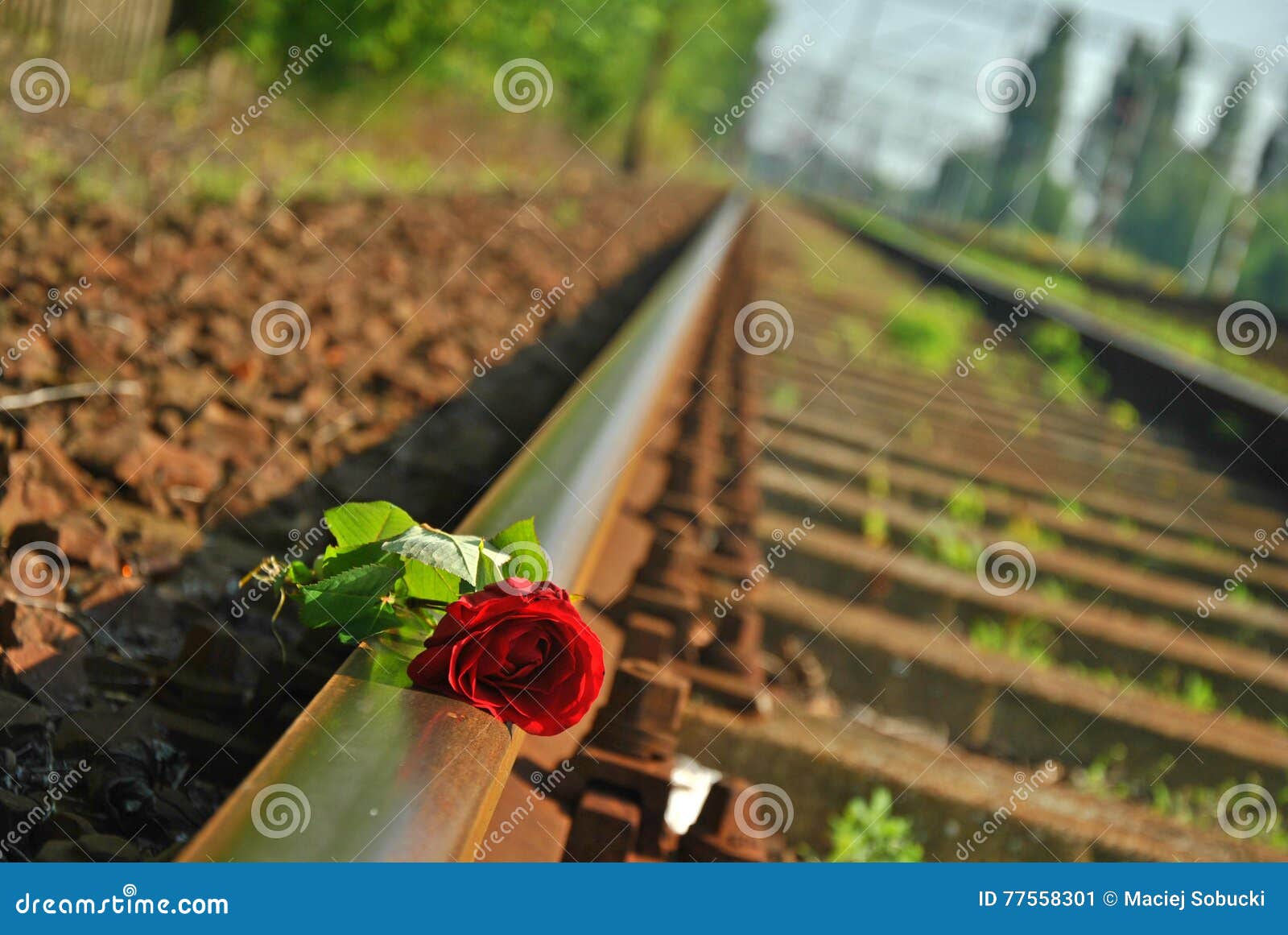Rose an a railroad stock image. Image of vehicle, railroad - 77558301