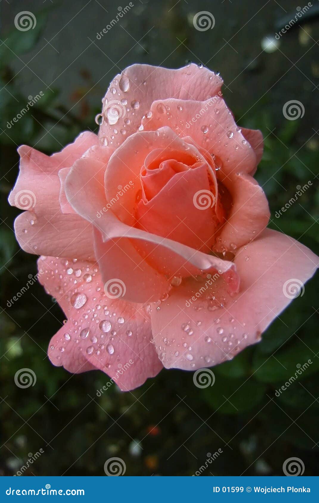 Rose in the rain stock image. Image of nature, moisture, rose - 1599