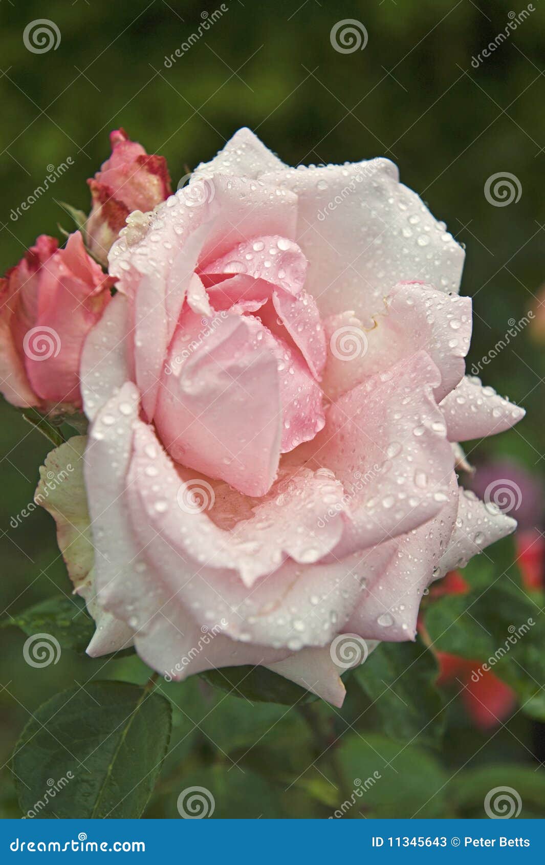 Rose after Rain stock image. Image of african, pink, flower - 11345643