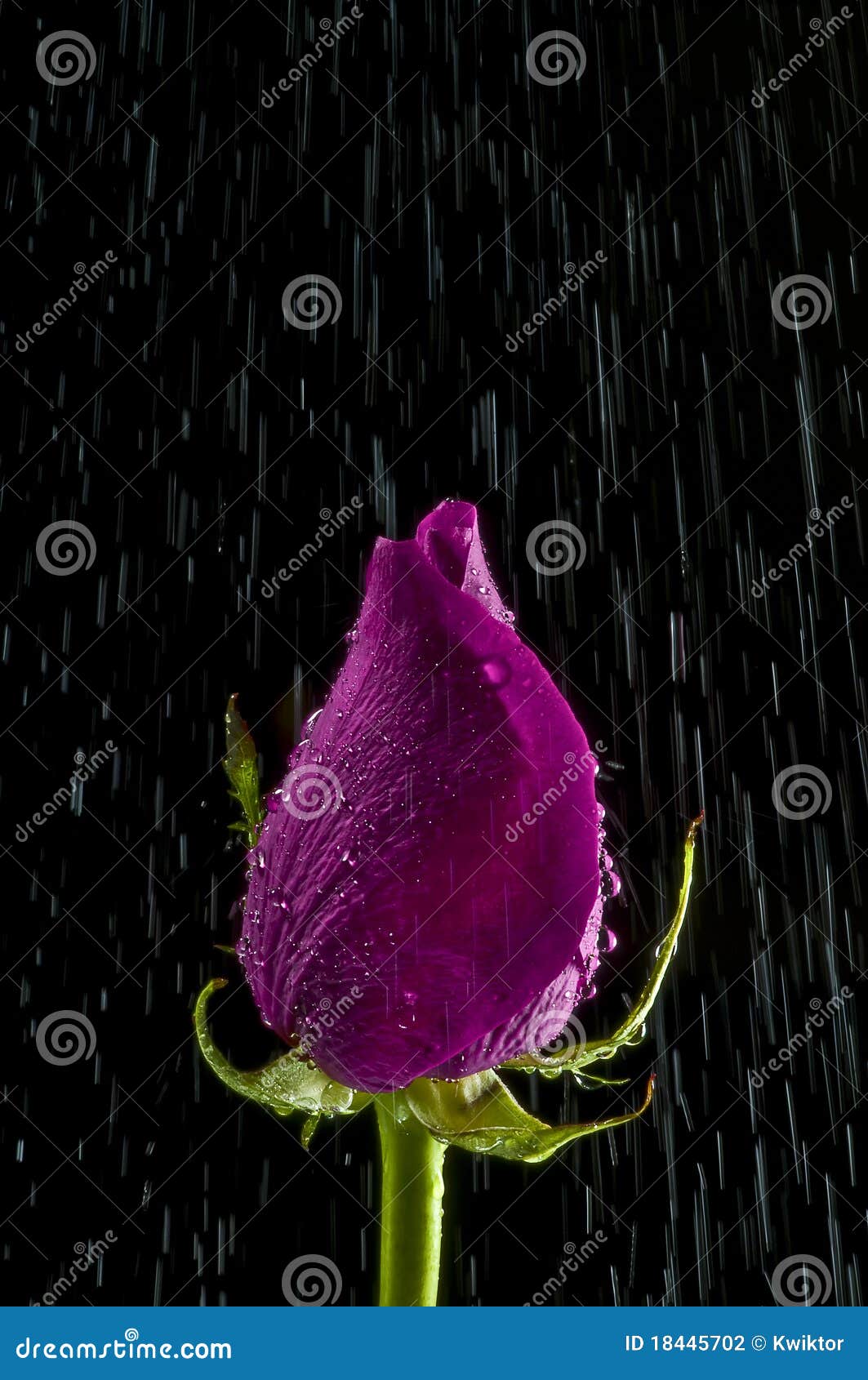 Rose in the rain stock photo. Image of drops, drop, plant - 18445702