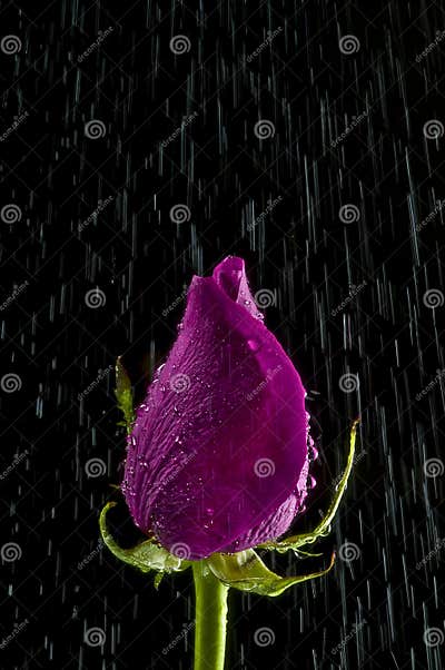 Rose in the rain stock photo. Image of drops, drop, plant - 18445702