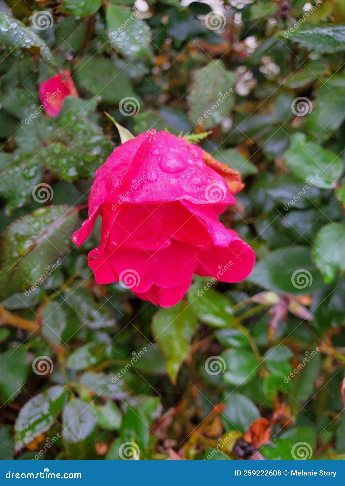 A rose after the rain stock photo. Image of pink, rose - 259222608