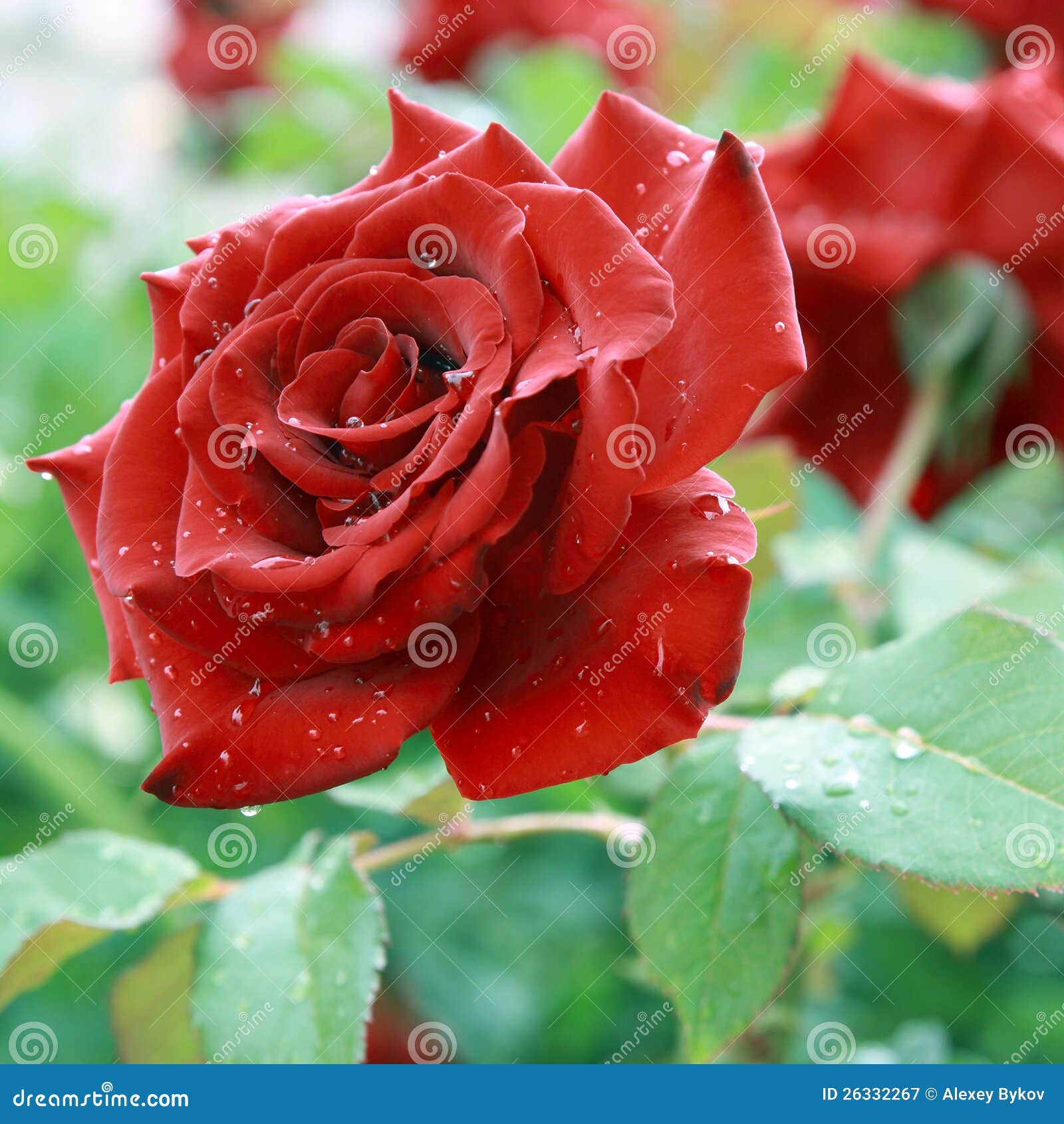 Rose after rain. stock image. Image of tender, macro - 26332267