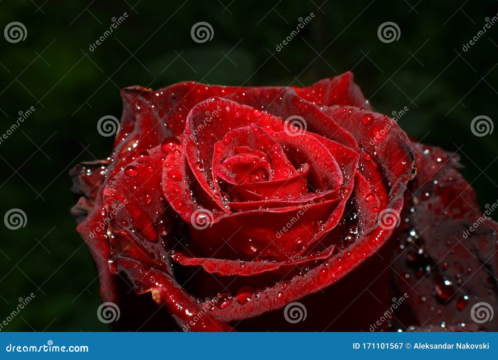 Rose Rain Drops in the Garden Stock Image - Image of valentine, cute ...