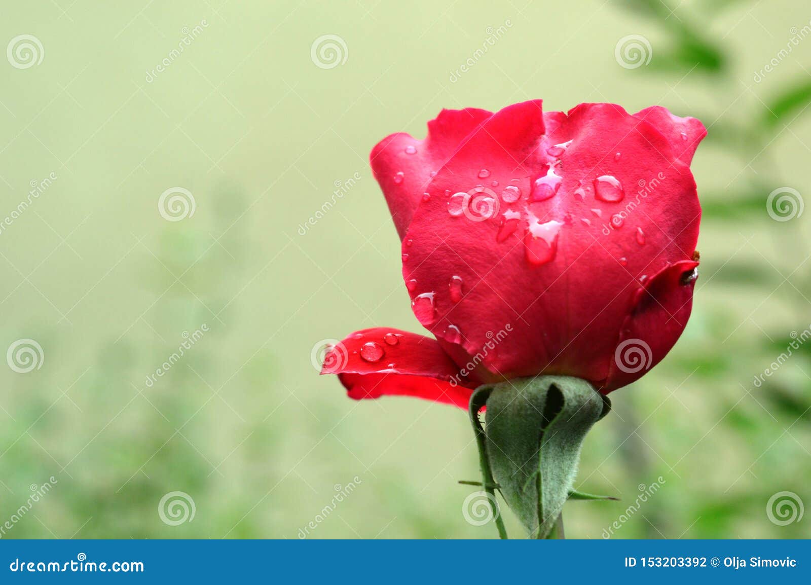 Rose and rain drops stock photo. Image of flower, rain - 153203392