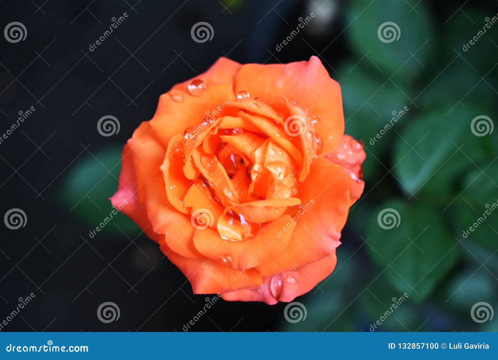 Rose with rain stock photo. Image of rose, nature, flower - 132857100