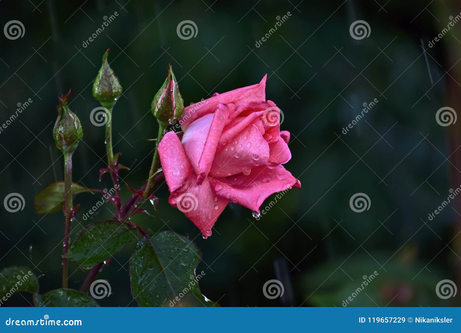 Rose in the rain stock image. Image of moisture, cool - 119657229