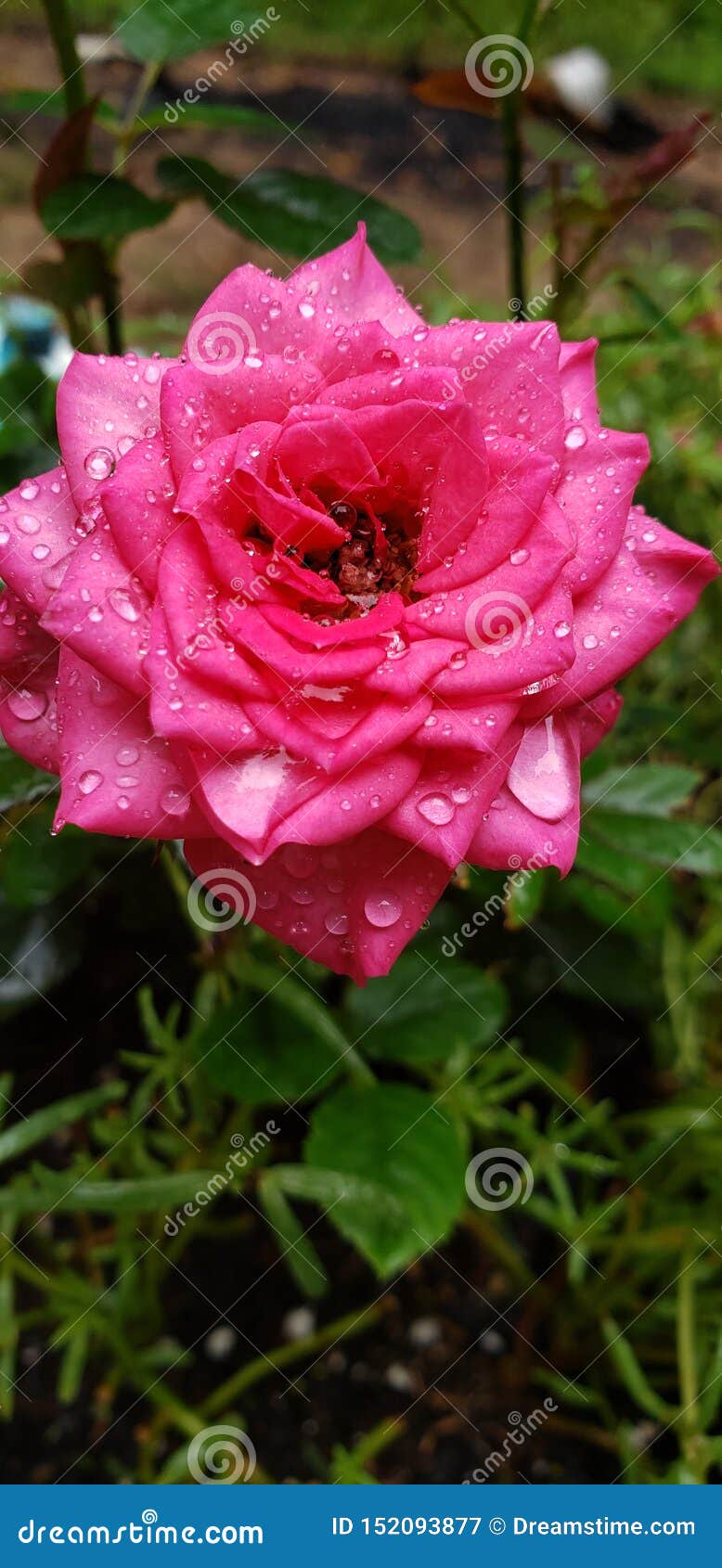 Rose after the rain stock image. Image of potted, bloom - 152093877