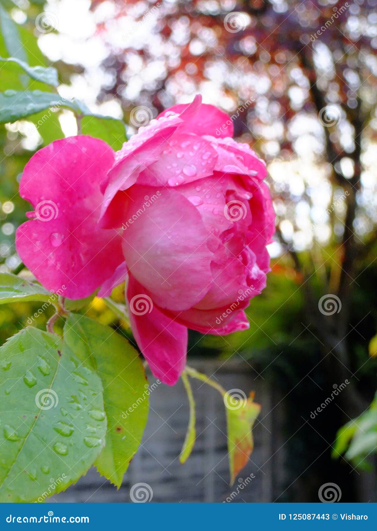 Rose and Rain stock image. Image of bush, england, buds - 125087443