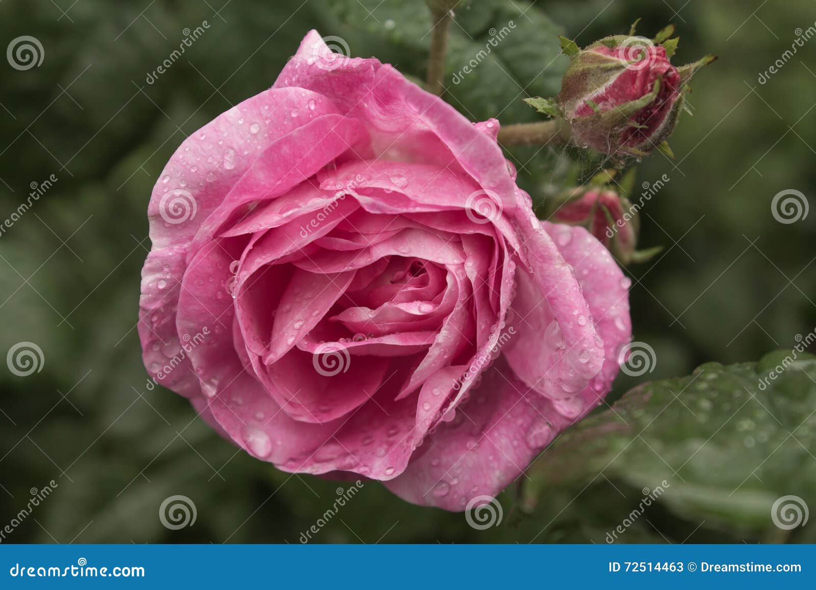 Rose after the rain stock image. Image of prickly, rain - 72514463