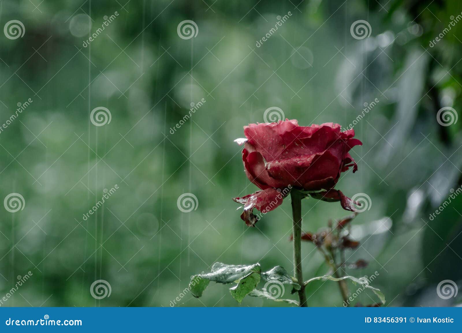 Rose in the Rain stock image. Image of beauty, close - 83456391