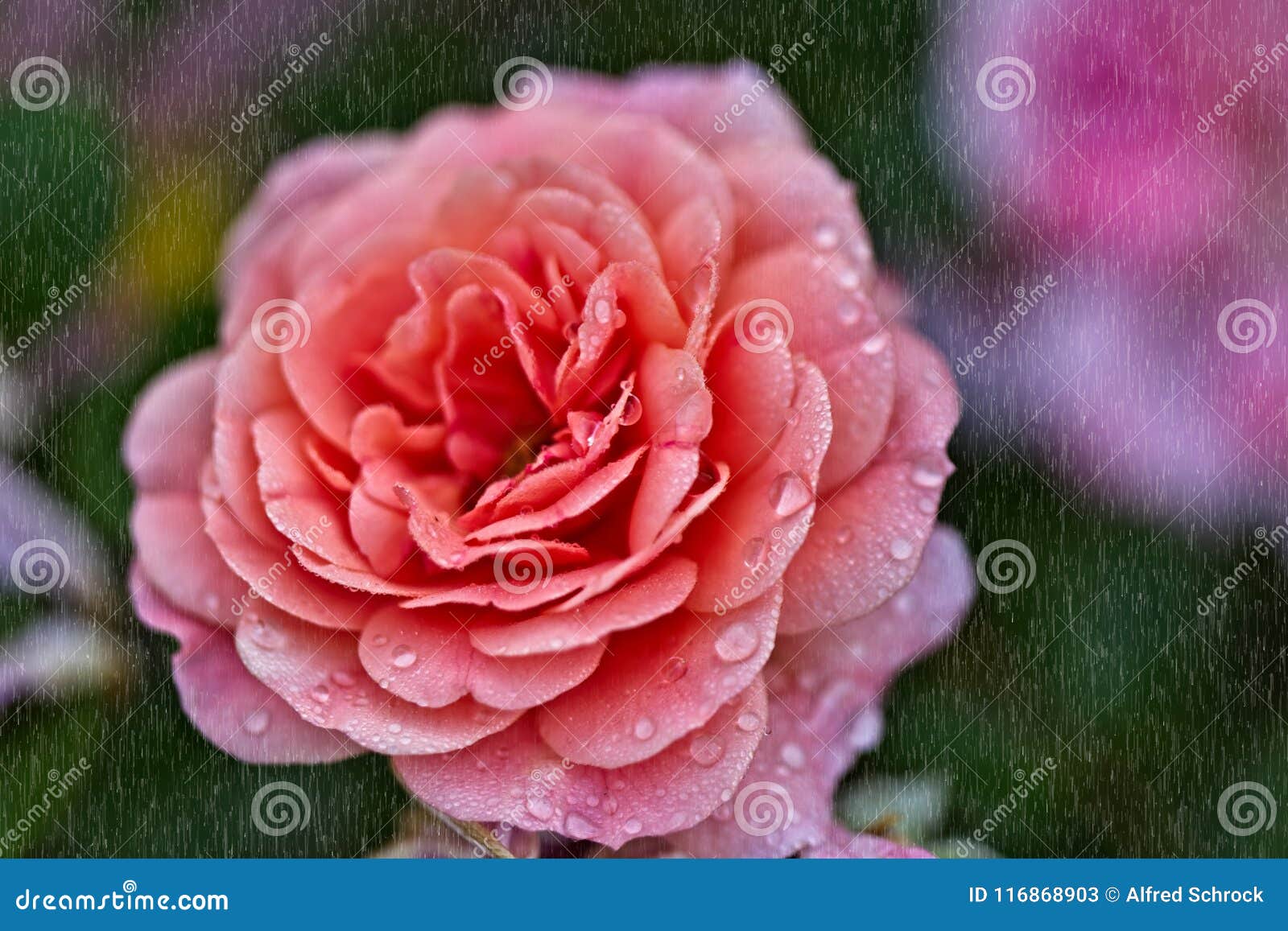 Rose in the rain stock image. Image of flower, water - 116868903