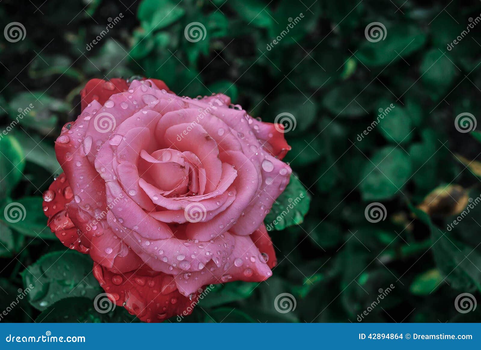 Rose after rain storm stock photo. Image of green, rose - 42894864