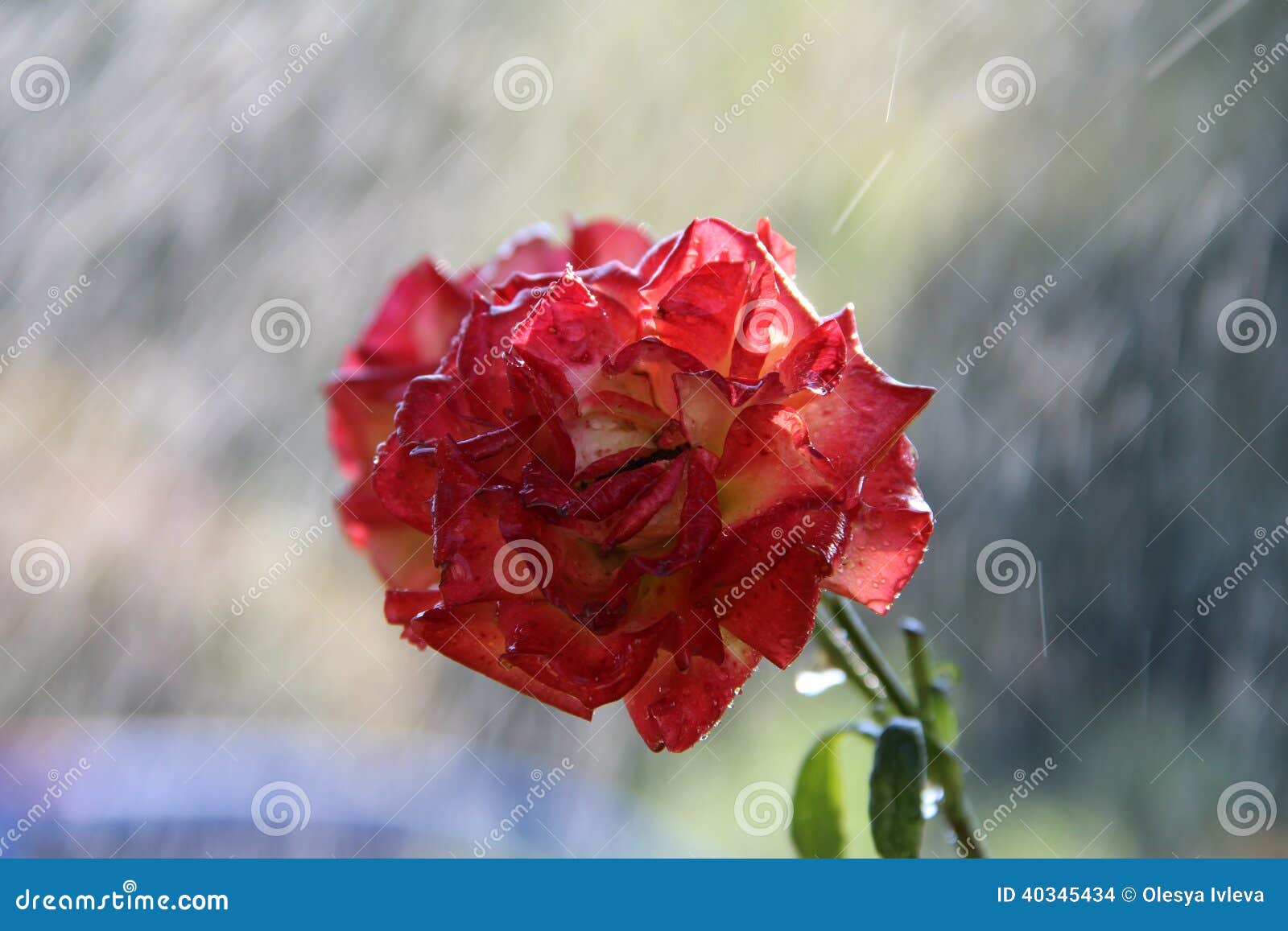 Rose in the rain stock photo. Image of warmly, flowers - 40345434